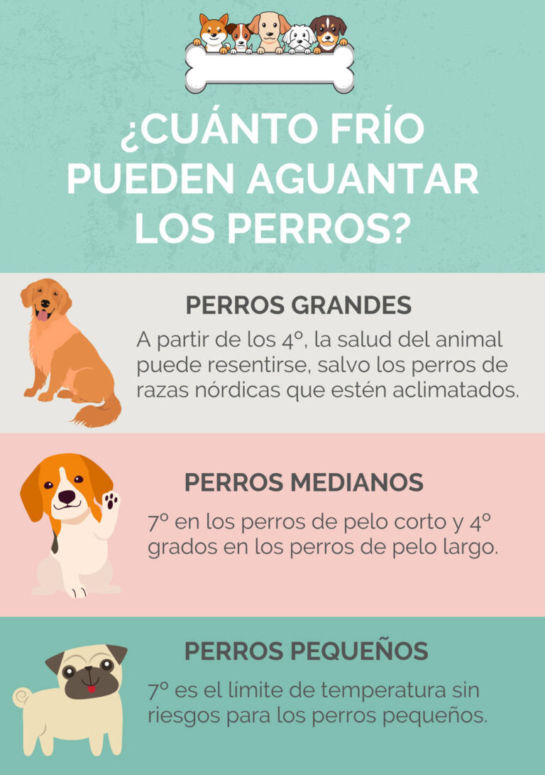 A qué temperatura tiene frío un perro: consejos de cuidado - PerroPedia