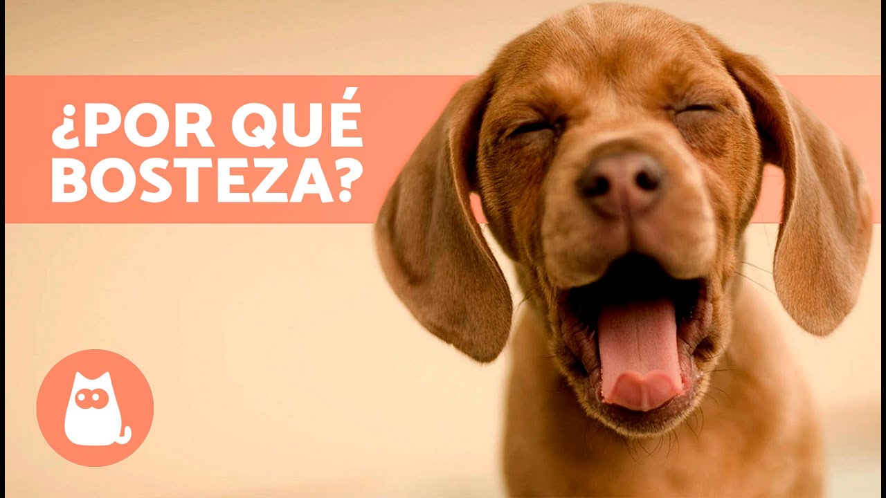 Descubre por qué bostezan los perros: Explicación completa - PerroPedia